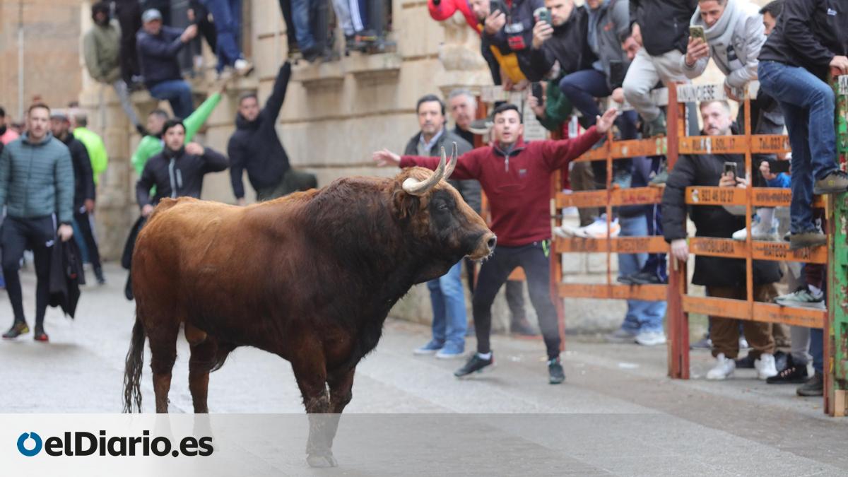 El Carnaval del Toro de Ciudad Rodrigo cierra con un fallecido por asta ...