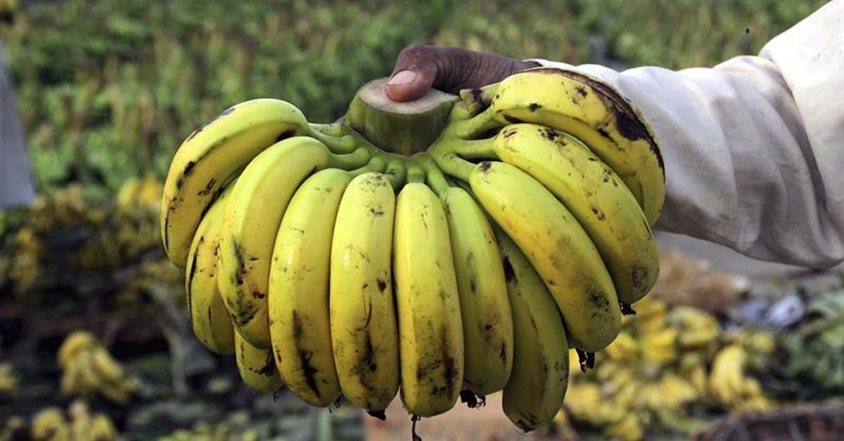 FAO: el manual para el empleo bananero en Ecuador puede adaptarse en ...