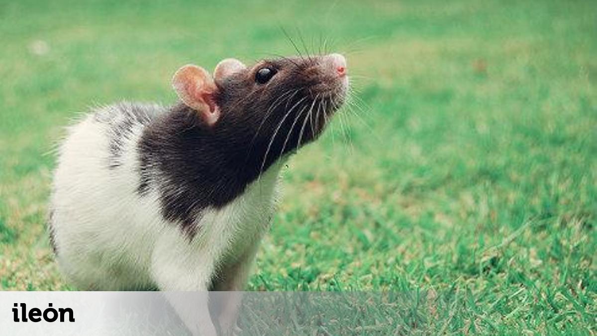 Hallan un fármaco eficaz contra los efectos de la cocaína en ratas