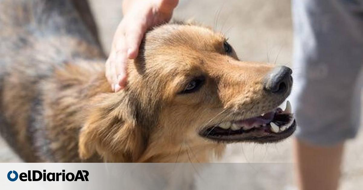 Efemérides: Día del protector animal, ¿por qué se celebra cada 17 de ...