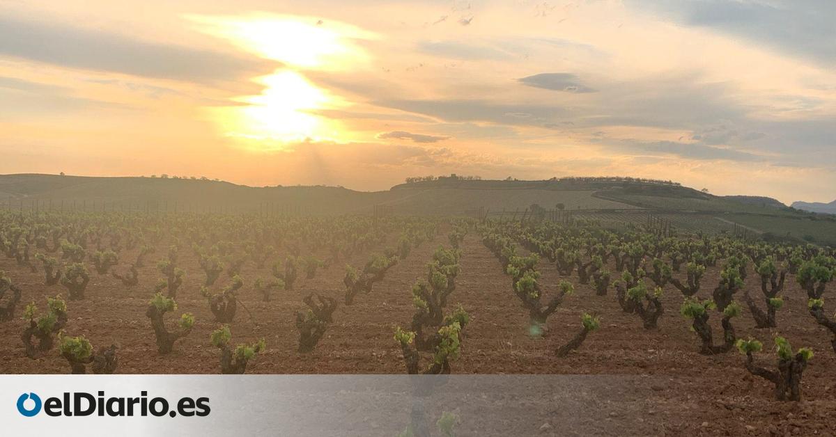 La Rioja pide al Ministerio la activación de la cosecha en verde "al ...