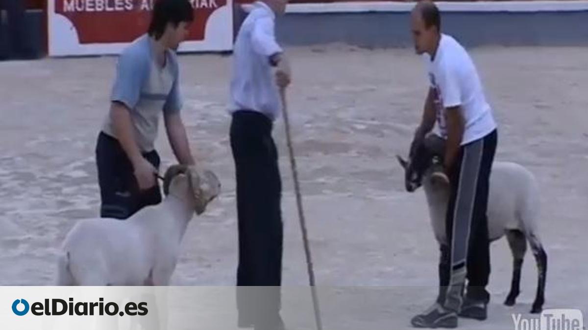 Azpeitia acoge peleas de carneros a cabezazos hasta que caen inconscientes