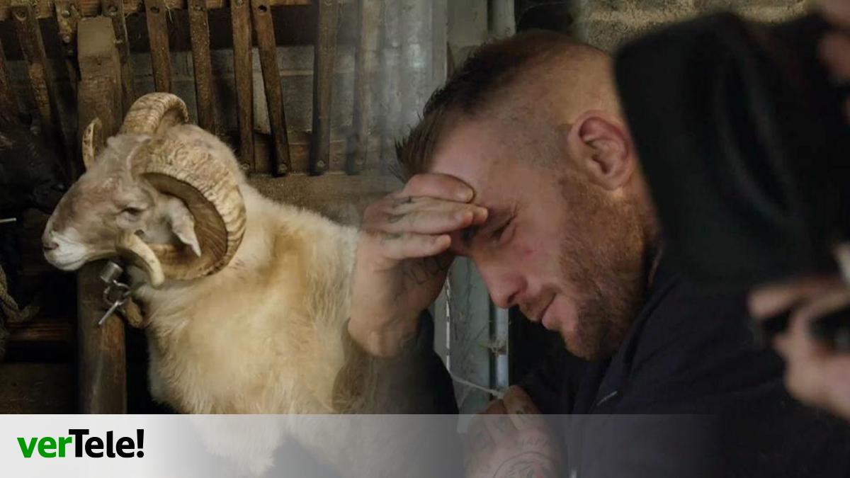 El Chatarrero no pudo ni mirar las peleas ilegales de carneros