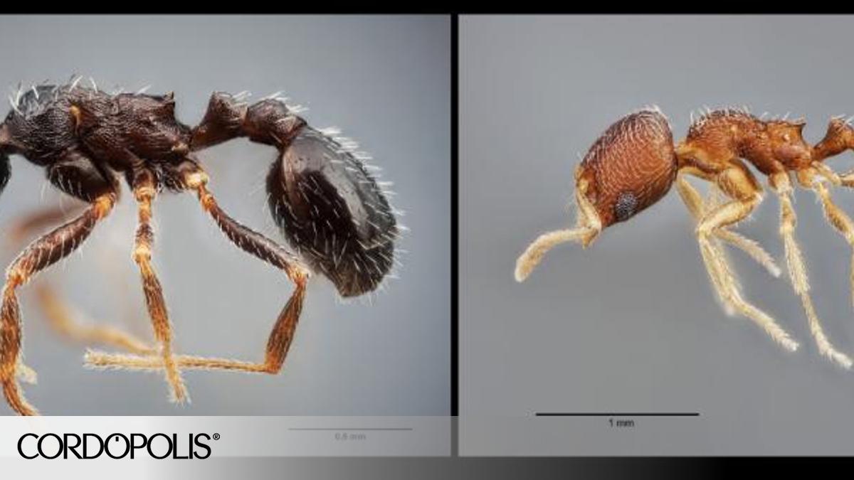 Un profesor de la UCO identifica dos nuevas especies de hormigas en España