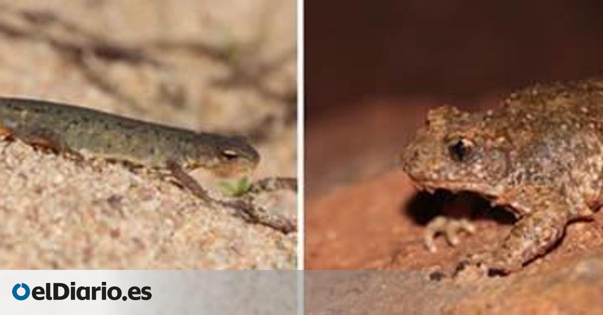 Un tritón y un sapo nunca vistos hasta ahora amplían el catálogo de ...