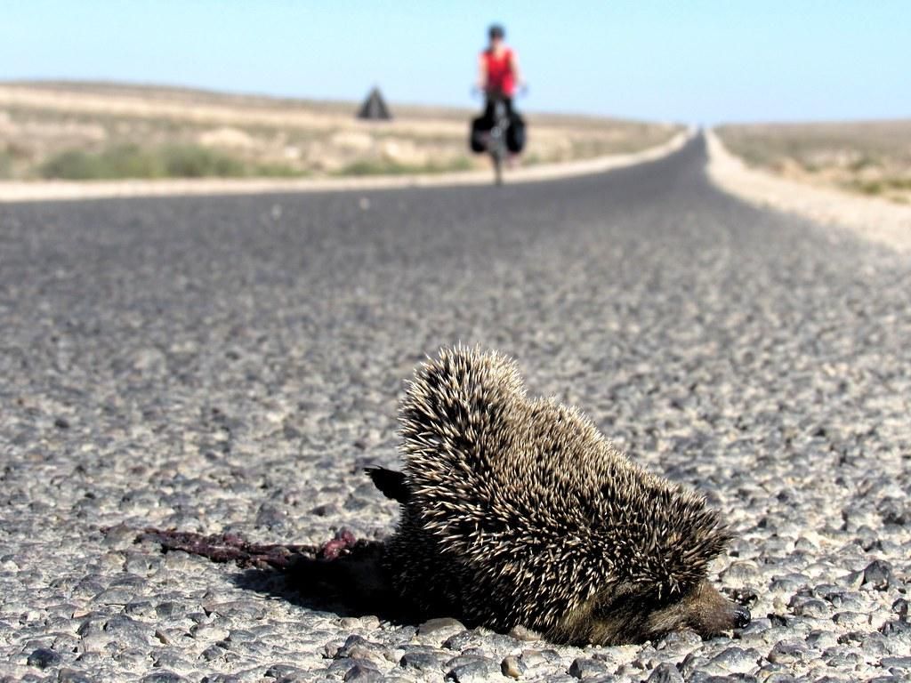 Animales atropellados: las otras víctimas de la carretera