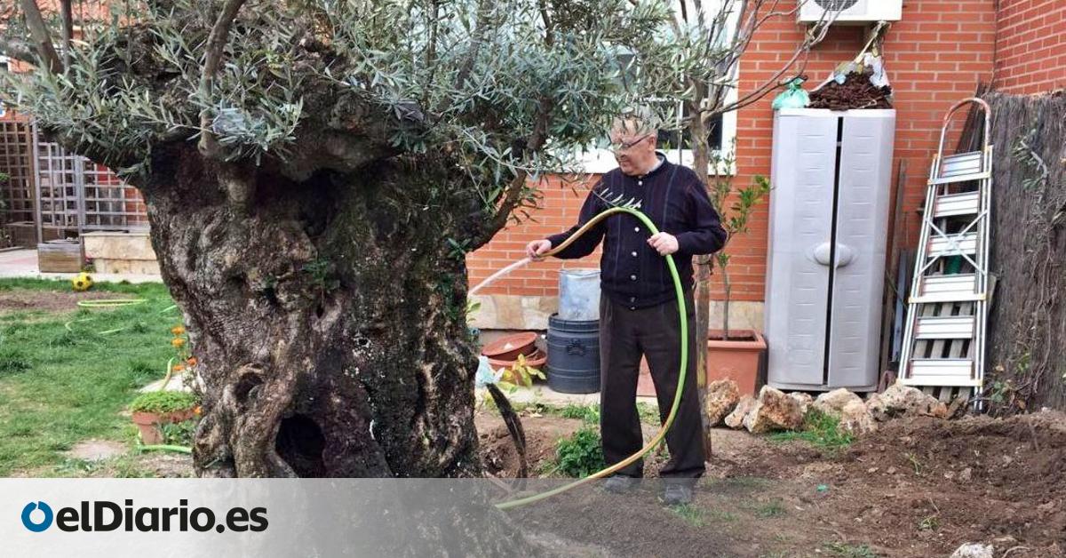 El negocio de vender árboles centenarios en Madrid y cómo El Retiro ...