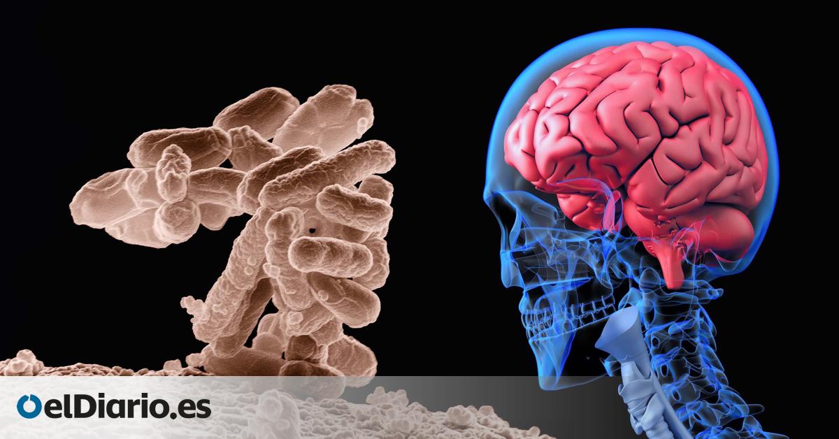Psicobióticos, las bacterias de tu intestino que ayudan a tu cerebro