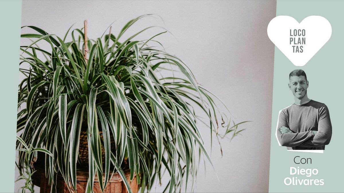 Seis plantas de sombra perfectas para tu balcón, ventana o terraza