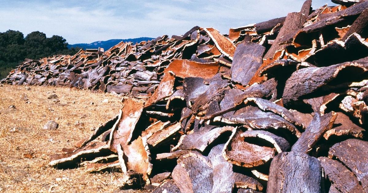 La Comunidad superó las 18.000 toneladas de producción de corcho en la ...