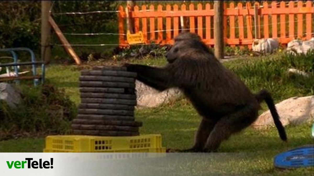 National Geographic estrena en junio "Gran Hermano Babuino", el primer ...