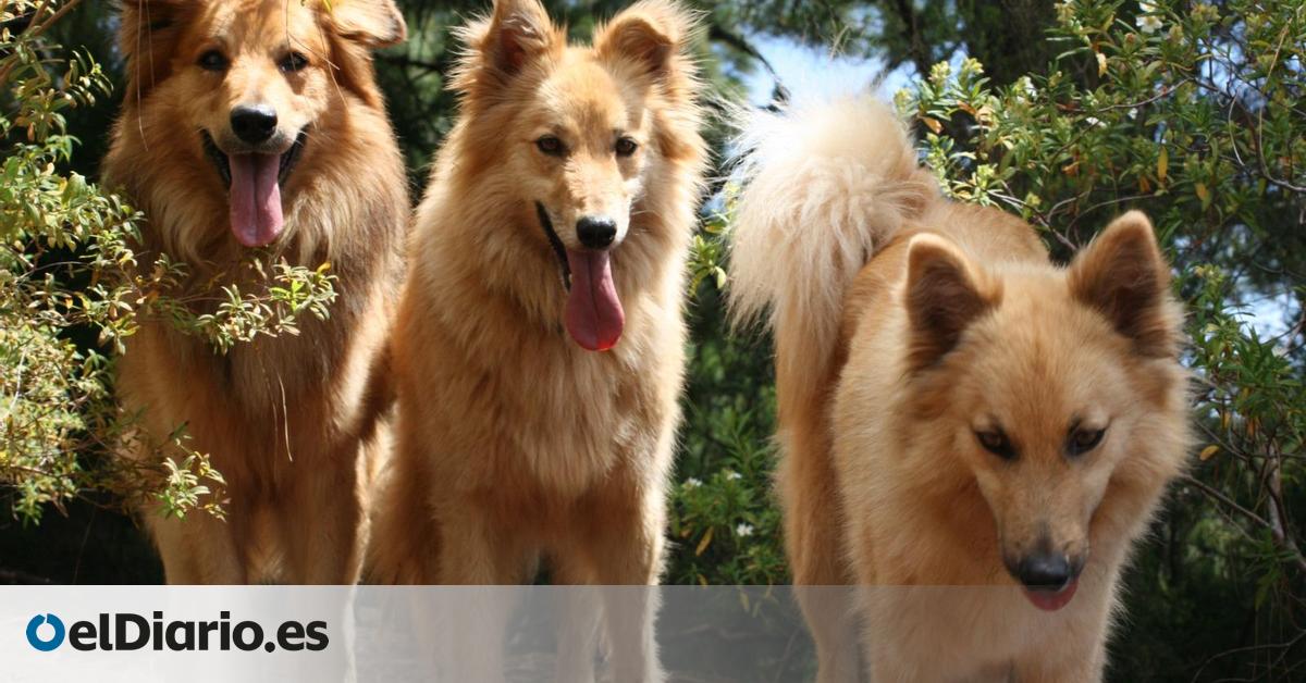 Ágiles, de tamaño medio, sensibles e inteligentes: así es el nuevo ...