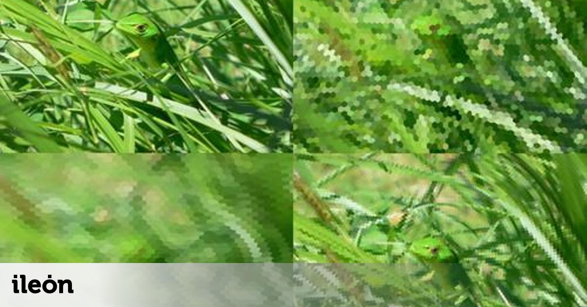 Un ‘software’ muestra cómo ven los animales