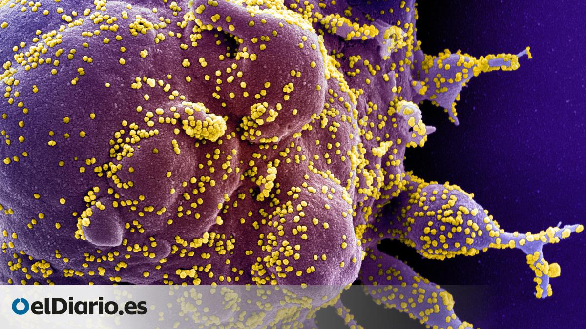 FOTOS | Así se ven las células infectadas por coronavirus