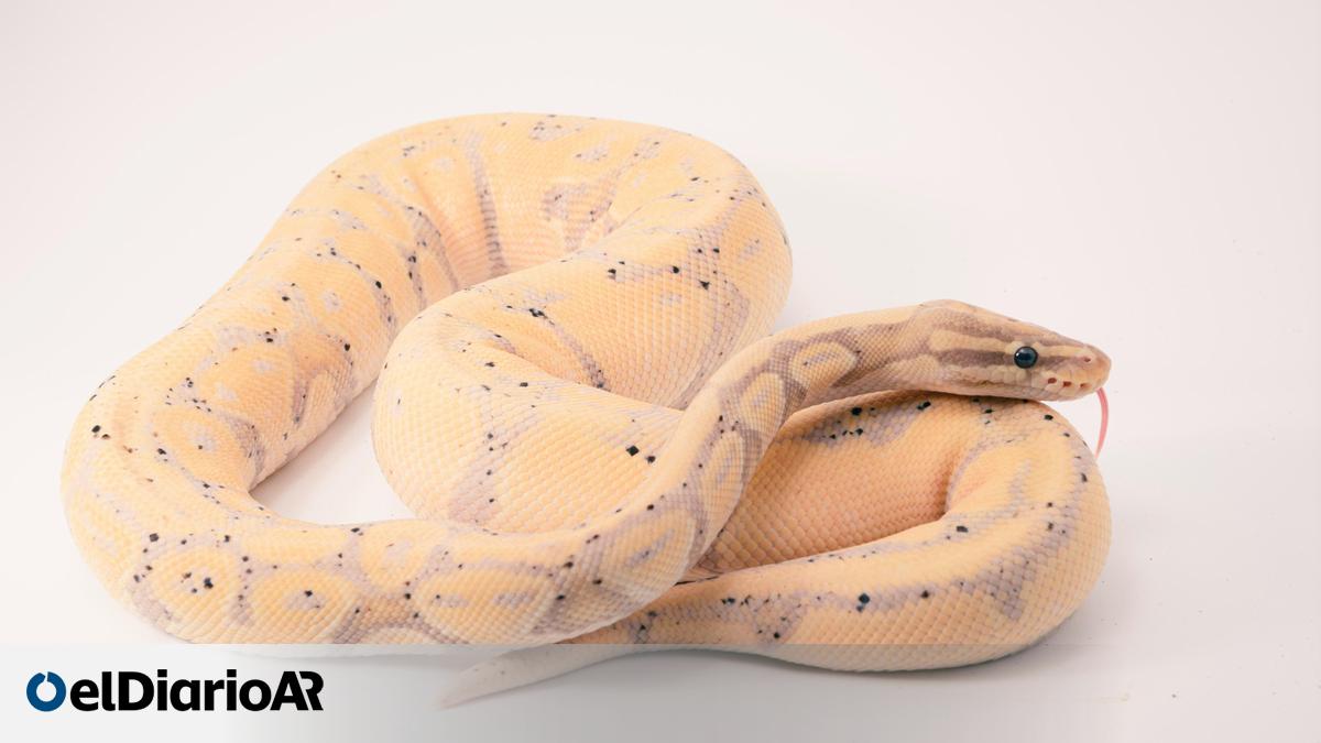 Efemérides: Día Mundial de la Serpiente: ¿por qué se celebra el 16 de ...