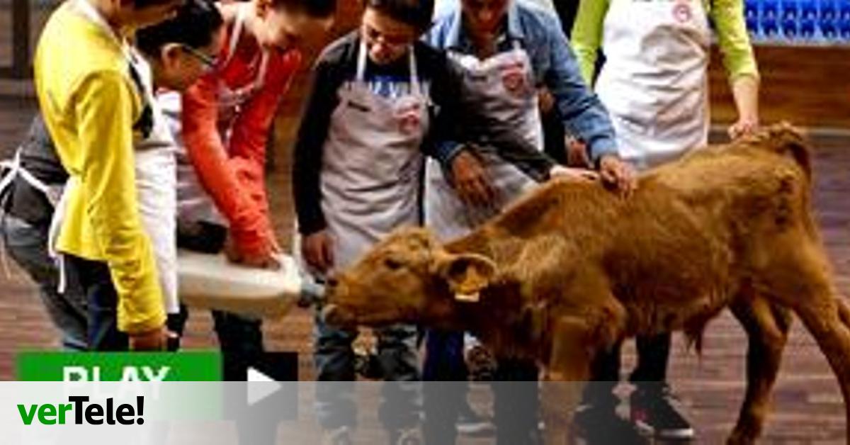 4 Finalistas, el ternero Benito antes del solomillo y adiós al ...