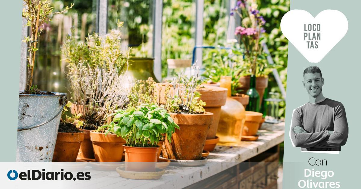 Cinco plantas de exterior resistentes al sol y que necesitan poca agua