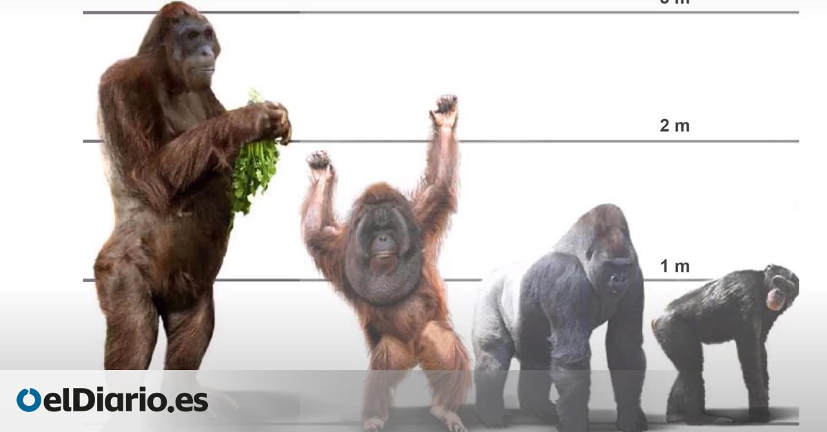 El mayor simio que jamás ha existido, un mono gigante de tres metros ...