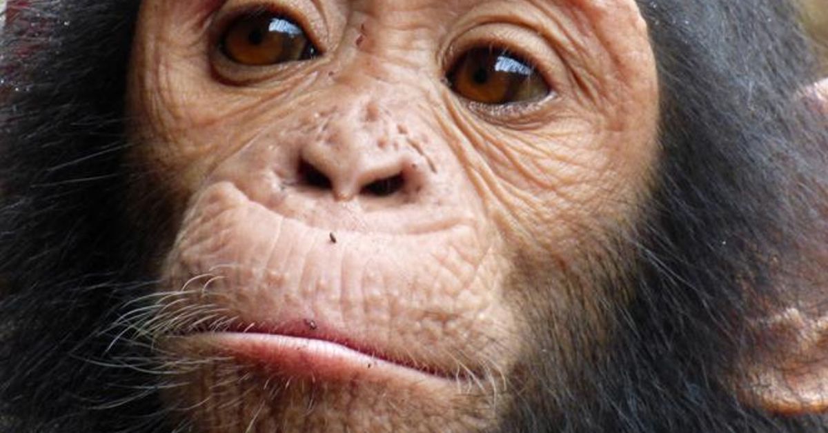 El quinto gran simio somos nosotros