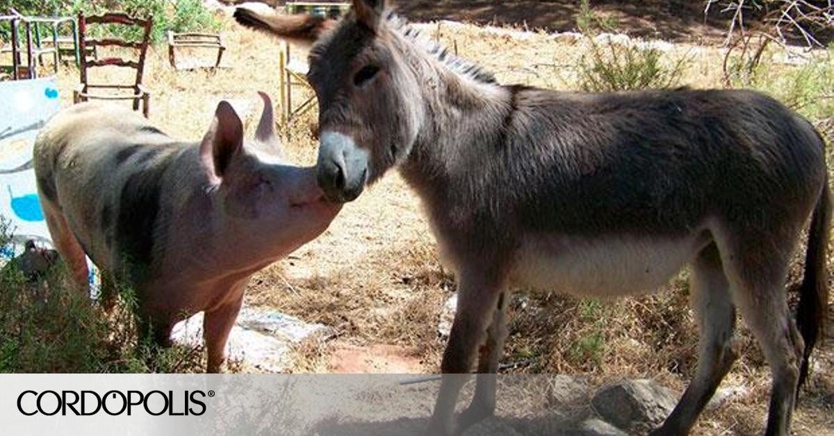El amor entre un cerdo y un burro salta a la gran pantalla