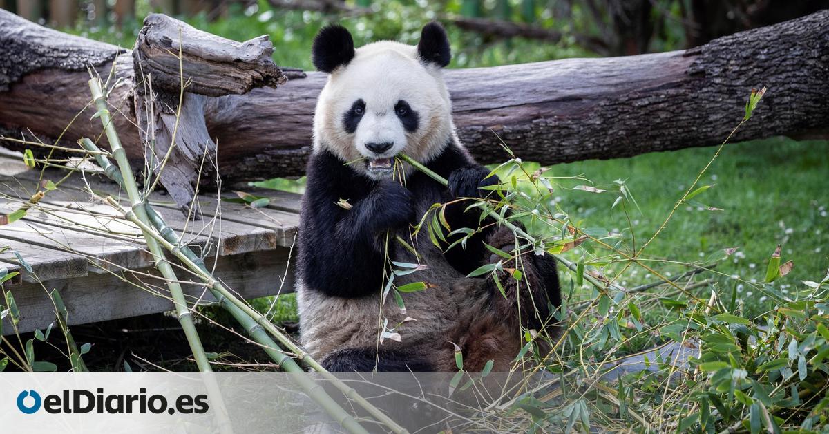 Adiós a los cinco osos panda del zoo de Madrid | Somos Madrid