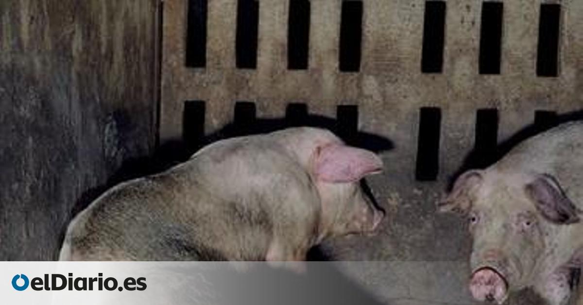 El Gobierno murciano y El Pozo afirman cumplir la ley frente a las ...