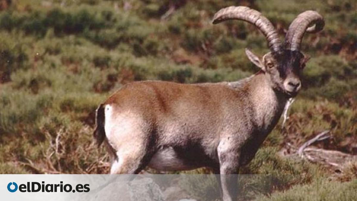El bucardo regresa al Pirineo tres décadas después de su extinción oficial