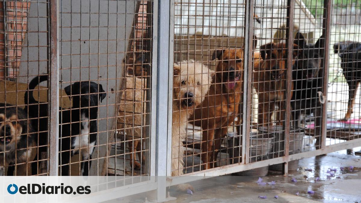 La sospitosa denúncia que ha sacsejat la gestió del refugi d'animals de ...