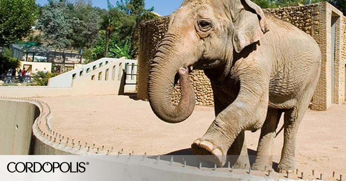 La elefanta Flavia solo abandonará el Zoo si se demuestra que hacerlo ...